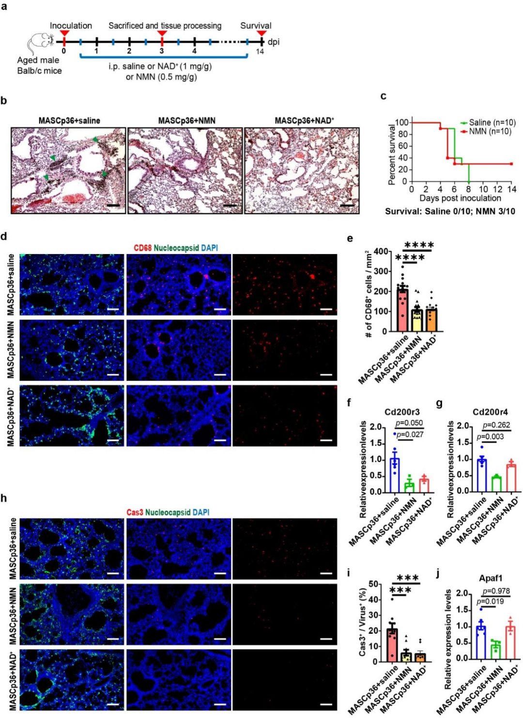 Cell Discov︱许执恒/秦成峰/胡泽平 团队合作发现NAD+可用于治疗新冠肺炎 - 知乎