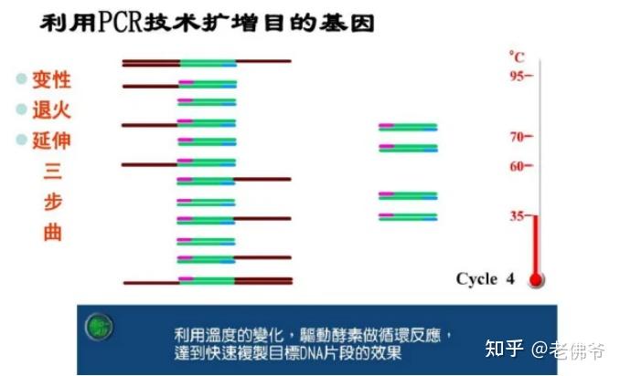PCR技术的发明与病毒核酸检测的来龙去脉 - 知乎