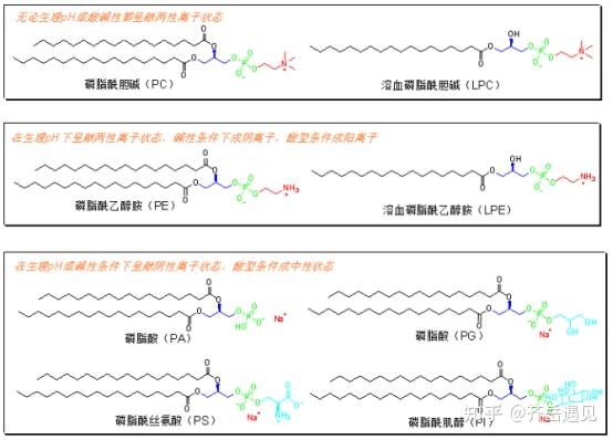 DSPE-PEG2K-四苯基卟啉 DSPE-TPP 二硬脂酰基磷脂酰乙醇胺-四苯基卟啉 - 知乎