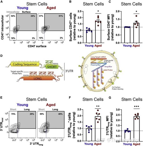 代谢学人——Cell Stem Cell：靶向CD47拨回肌肉衰老的时钟 - 知乎