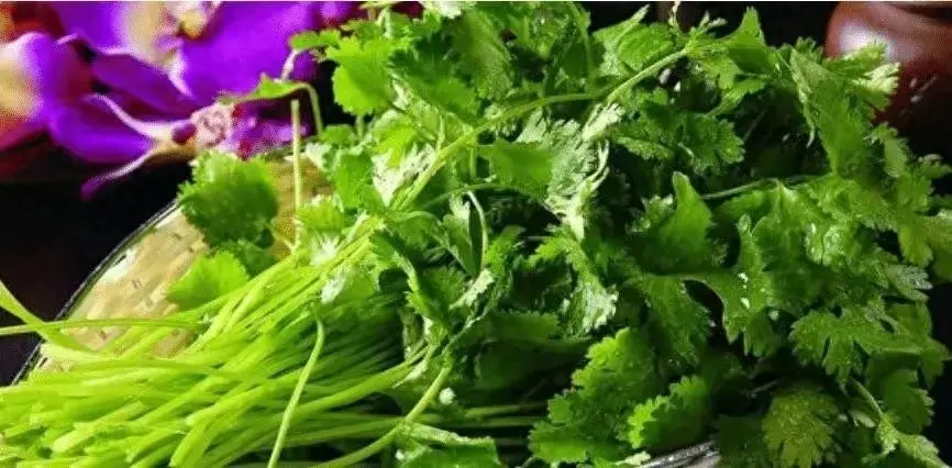 很多地区把香菜叫yansui，太土了！后来才知道是我错了！ - 知乎