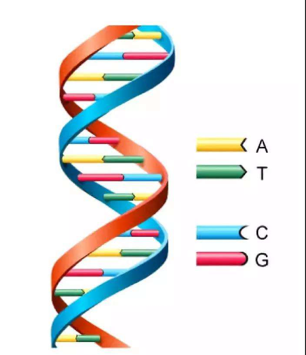 DNA 