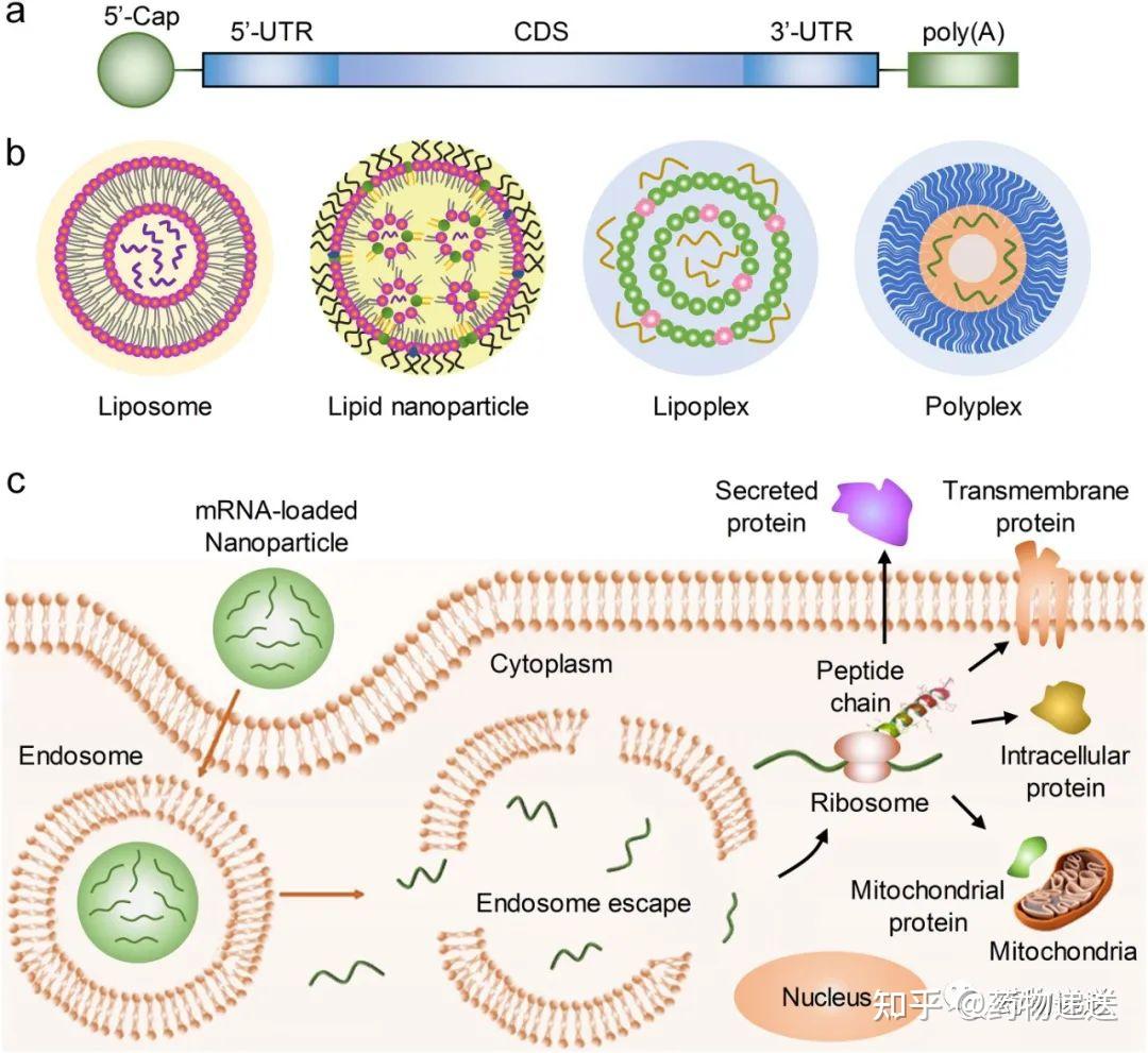 详解LNP作为药物递送技术的起源和专利纠纷 - 知乎