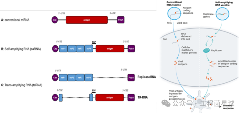 【耀文解读】mRNA技术的新星—自复制RNA(saRNA)技术的回顾与展望 - 知乎