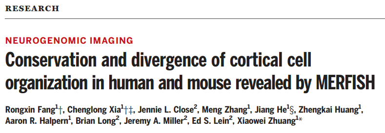 Science | MERFISH揭示人和小鼠大脑皮层细胞的保守性和差异性 - 知乎