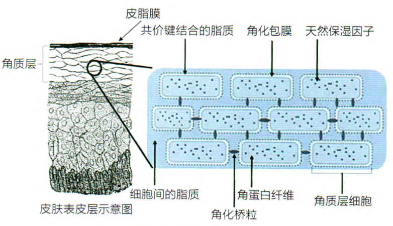 天然保湿因子（NMF）是如何形成的？ - 知乎