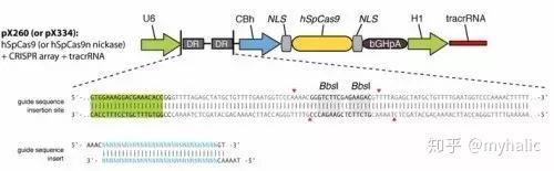 5 分钟带你看懂 CRISPR - 知乎