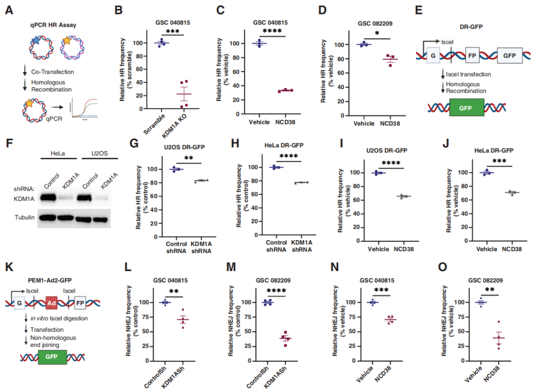 Neuro-Oncology | IF:15.9 & CUT&Tag和RNA-seq联合解析胶质母细胞瘤的耐药性 - 知乎