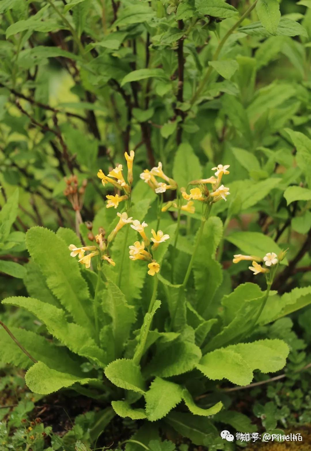 嘎隆拉--“上帝的后花园”//从波密到墨脱 - 知乎