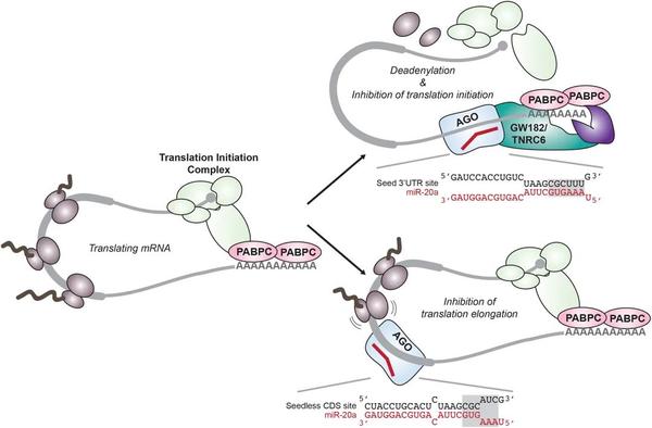 miRNA靶点位于mRNA CDS区的研究 - 知乎