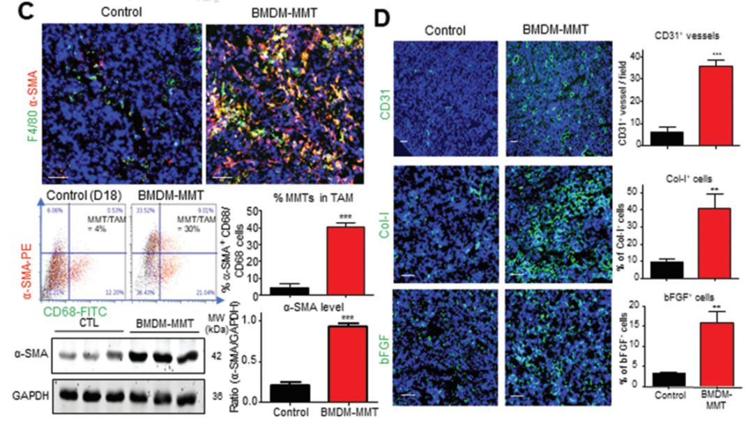 Smad3通过巨噬细胞-成纤维细胞转化促进肿瘤相关成纤维细胞生成 - 知乎