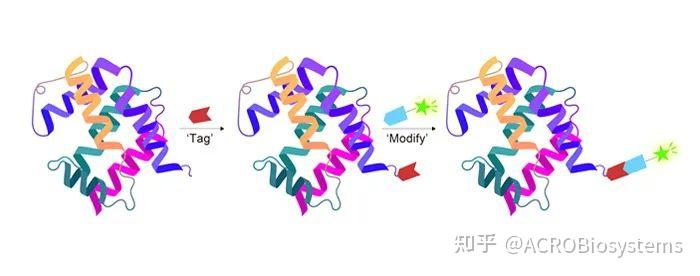 PE荧光标记蛋白，打造更完善的CAR流式检测方案 - 知乎