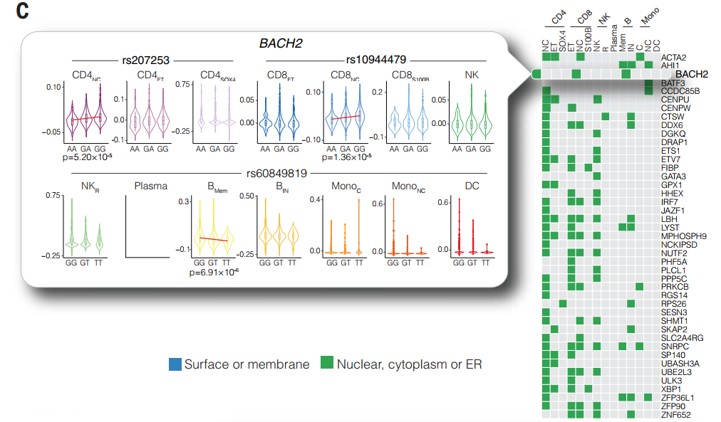 OneK1K——群体单细胞eQTL研究 - 知乎