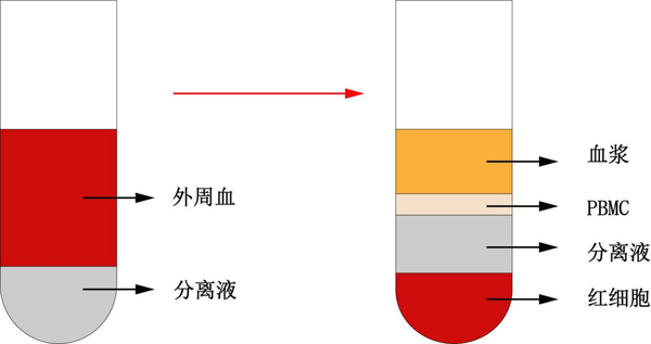 解读hPBMC—细胞治疗主力军 - 知乎