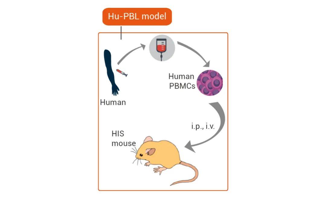 深度解析肿瘤模型 (二)|MedChemExpress - 知乎