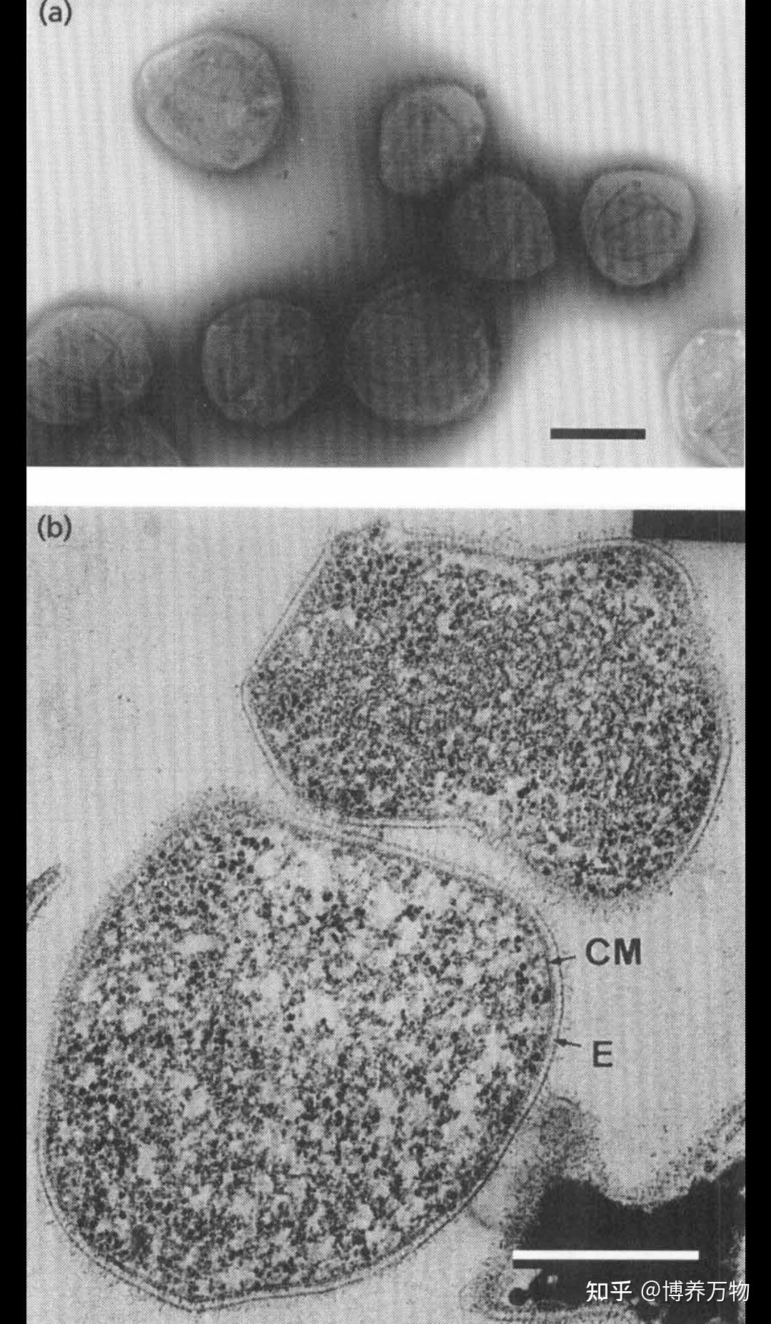 热变形菌纲Thermoproteia:因地狱的高温而繁盛 - 知乎