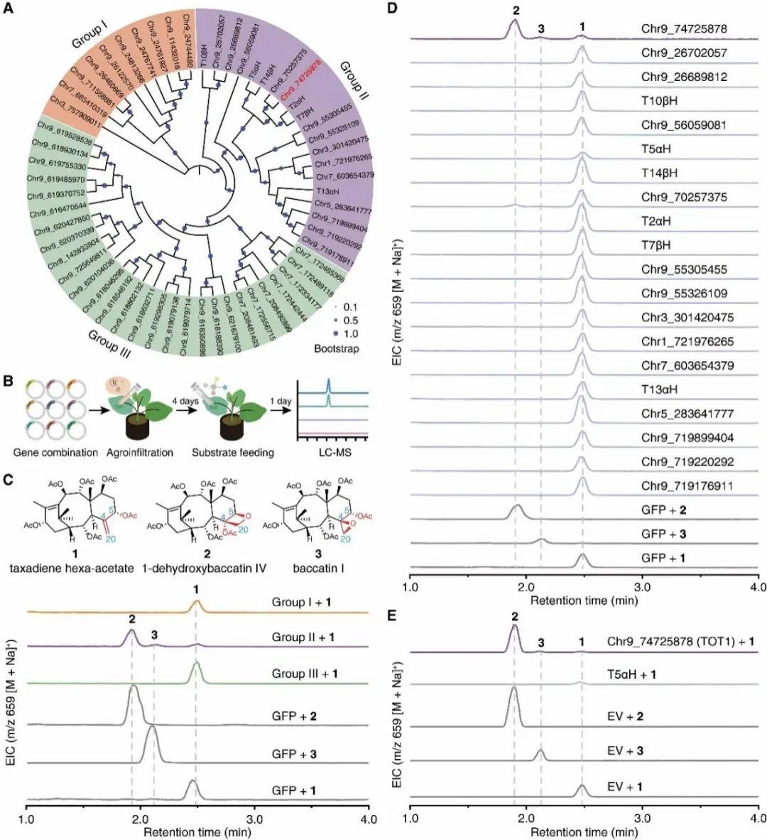 专家点评Science | 基因组所闫建斌领衔解码紫杉醇生物合成途径中最具挑战的未知酶，重建巴卡亭III生物合成线路 - 知乎