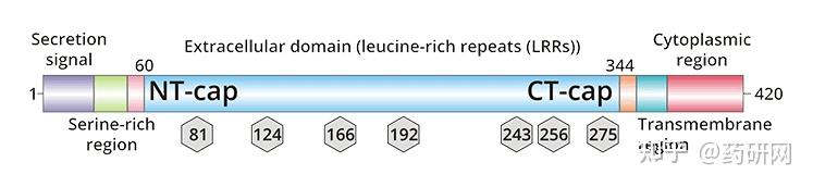 ADC新靶点: TPBG（5T4） - 知乎