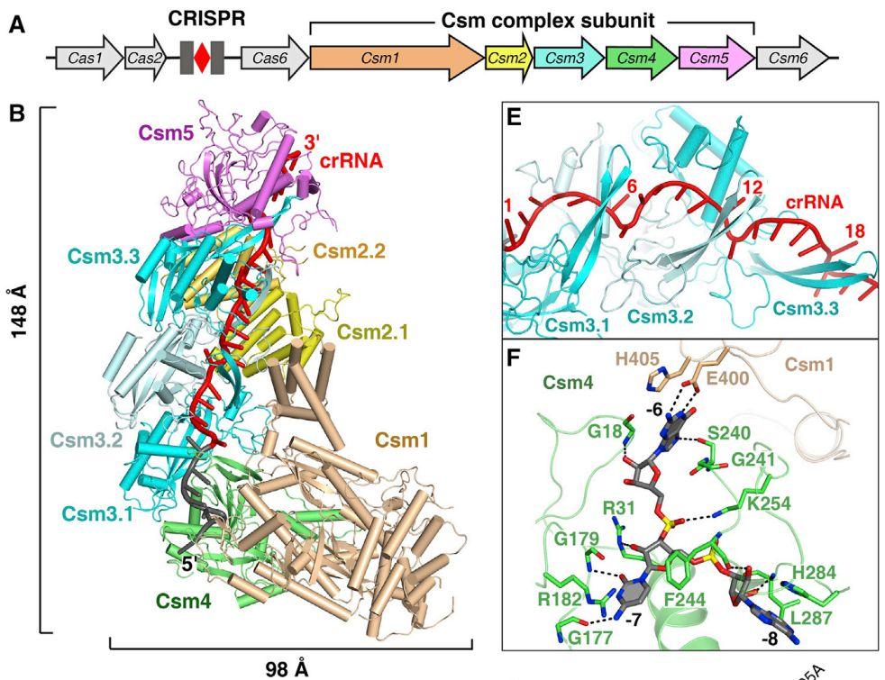 Cell丨王艳丽/章新政合作组揭示CRISPR-Csm分子机制—专家点评 - 知乎