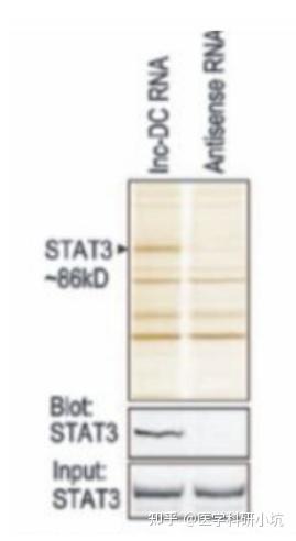 一文掌握pull down实验 || RNA pull down，DNA pull down，Protein pull down - 知乎