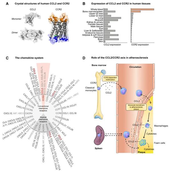 Eur Heart J|Martin Dichgans总结了CCL2-CCR2信号轴与动脉粥样硬化的关系 - 知乎