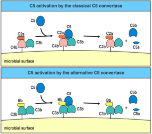 固有免疫 （一）：第一道防线 - 知乎