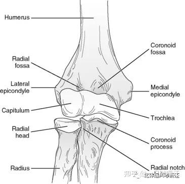 【北体运人考研·三个月带你学完解剖】Day9-关节的分类 - 知乎