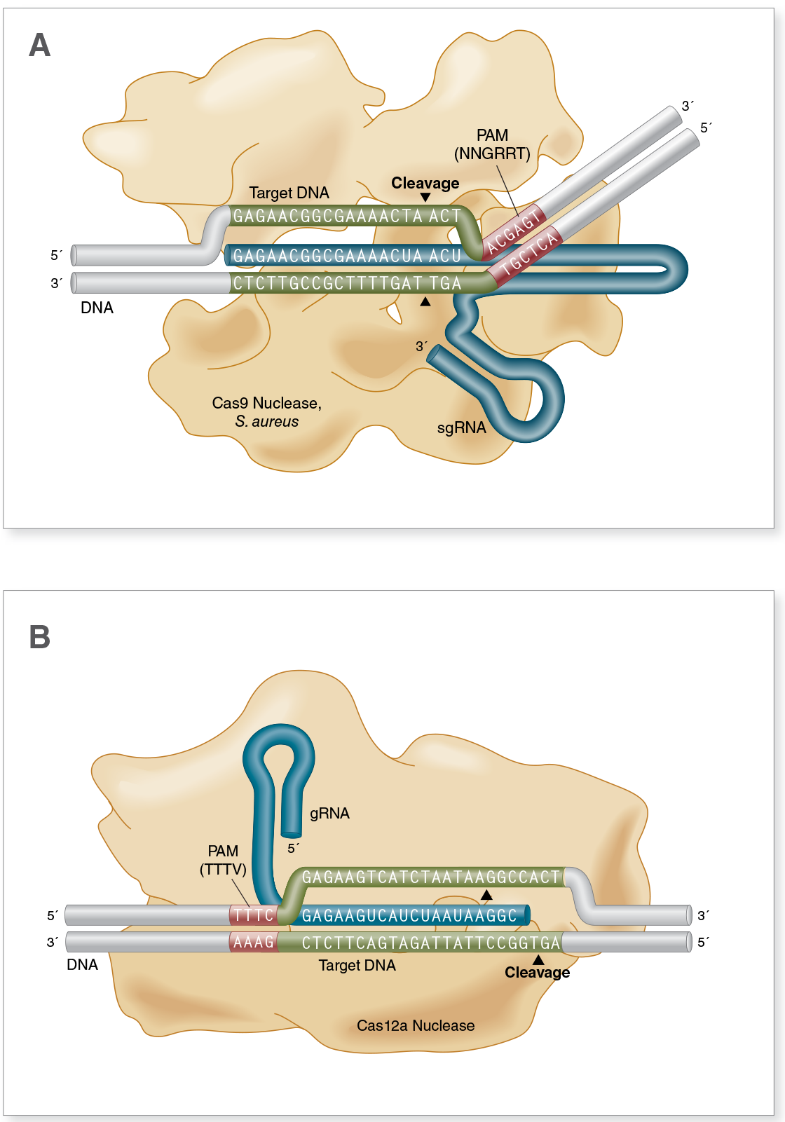 NEB @ 你，合成生物学技术盘点（二）- CRISPR/Cas 基因编辑 - 知乎