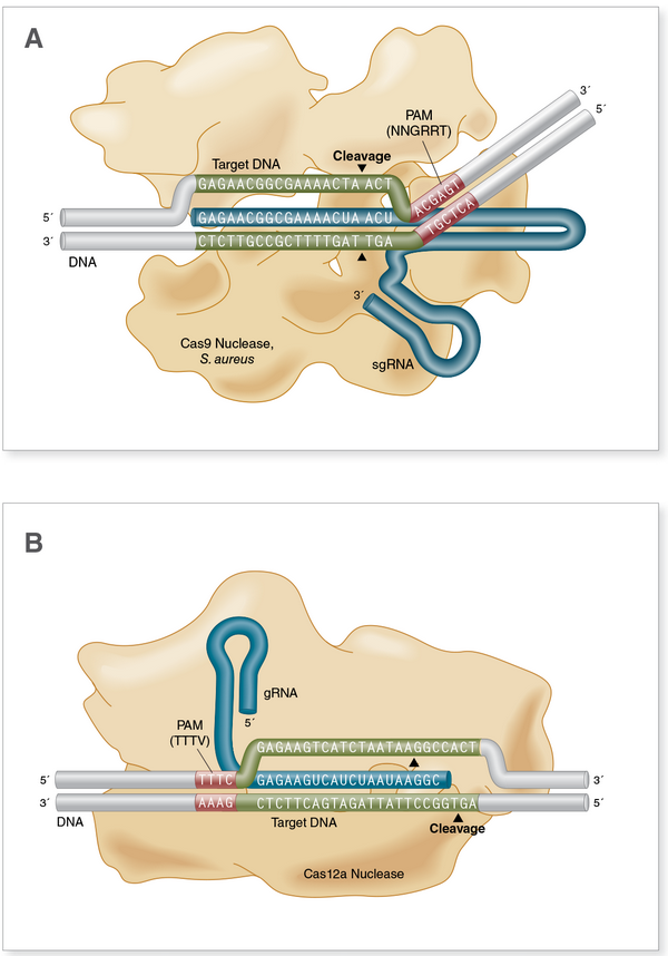 NEB @ 你，合成生物学技术盘点（二）- CRISPR/Cas 基因编辑 - 知乎