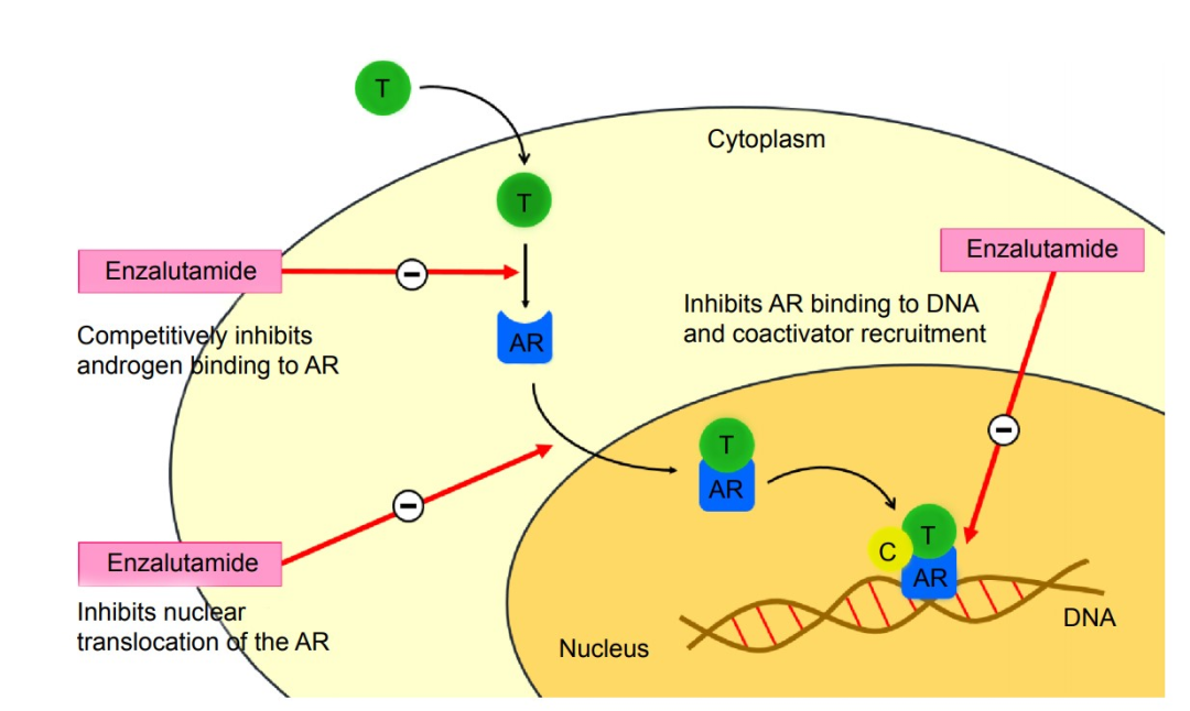 OncoWuXi速递|恩杂鲁胺耐药的LNCaP前列腺癌肿瘤模型 - 知乎