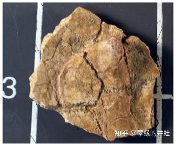 【地球演义】第二百七十七回 龟虽寿1：指破鼍龙壳 - 知乎