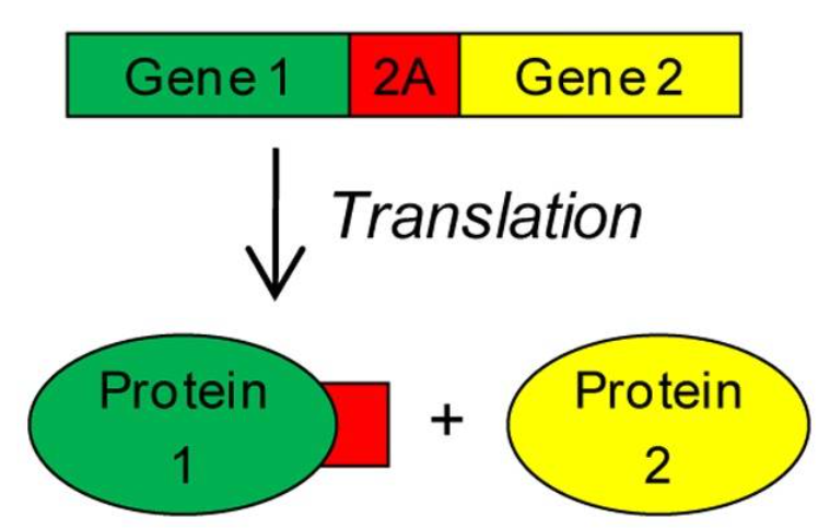 多基因表达，连接元件2A和IRES如何选择？-南模生物