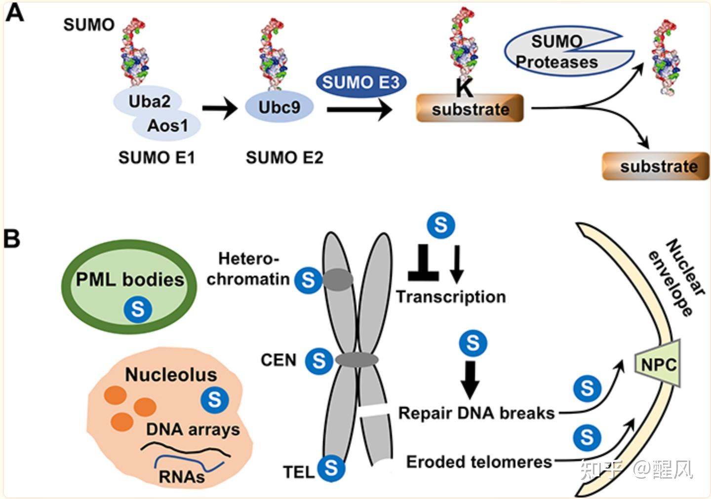 sumo介导的核功能和信号传导过程的调节 - 知乎