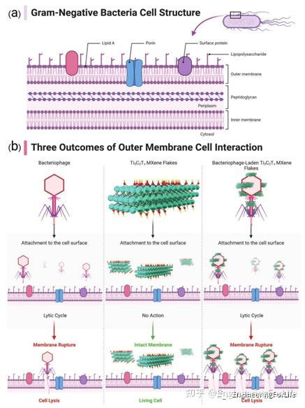 《Small》综述：一文带你了解Mxenes如何成为抗菌材料的新宠儿 - 知乎