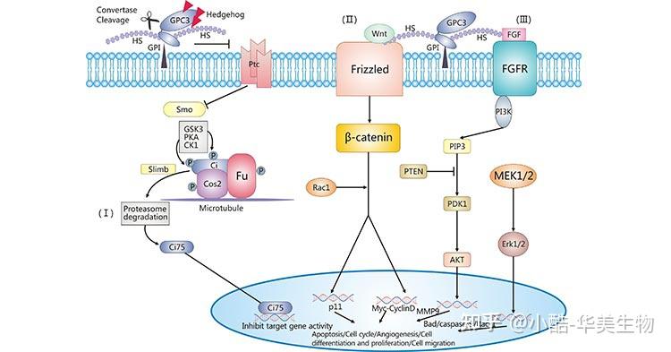 靶向GPC3在肝癌中初显成效，未来联合治疗潜力更大 - 知乎