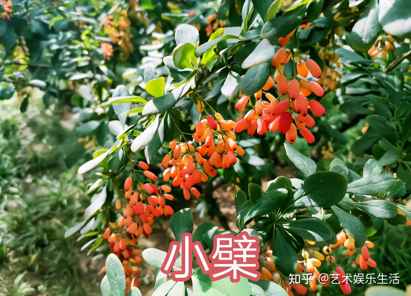 小檗科的10种代表植物 - 知乎