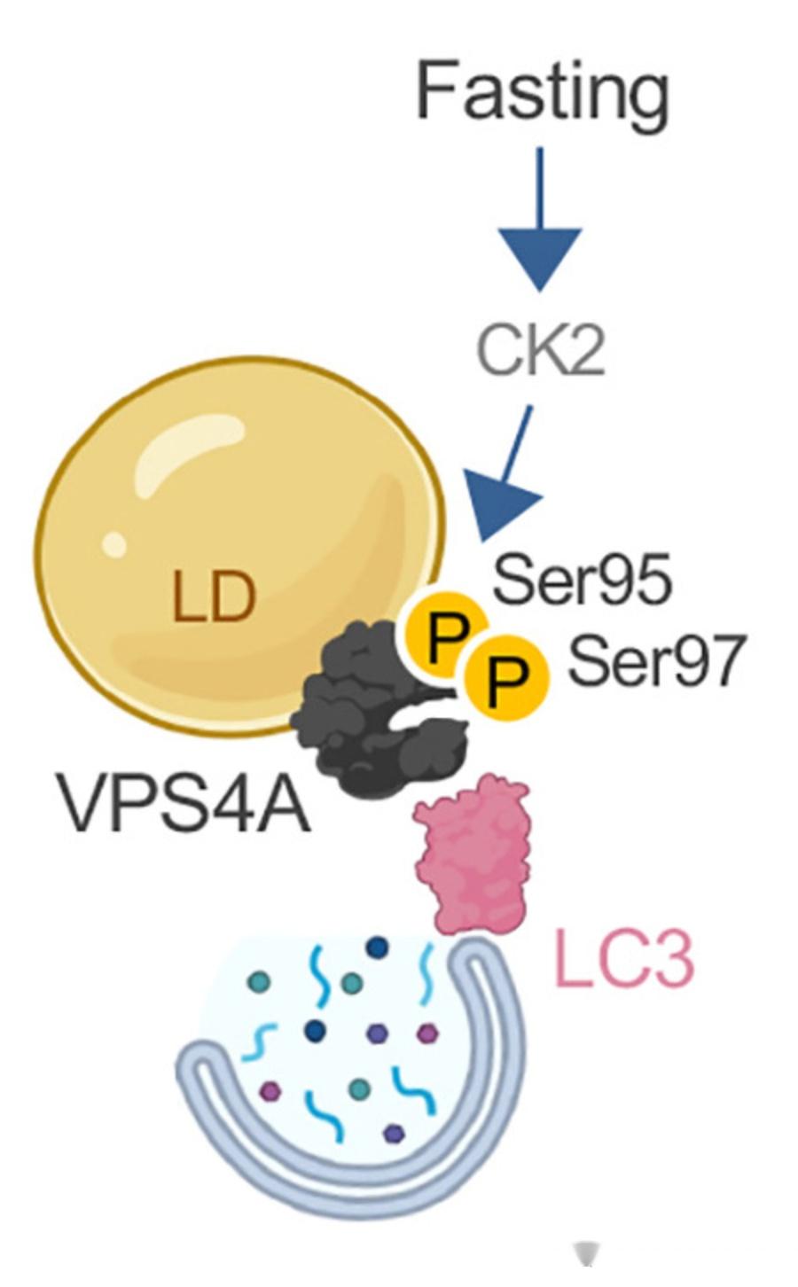 Mol Cell｜UCLA课题组探索脂肪代谢新发现：VPS4A 的选择性作用 - 知乎