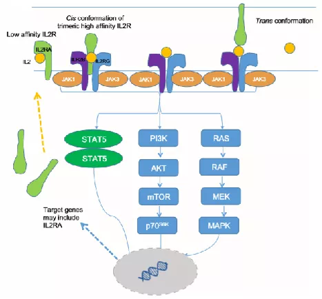IL2RA细胞因子人源化小鼠 - 知乎
