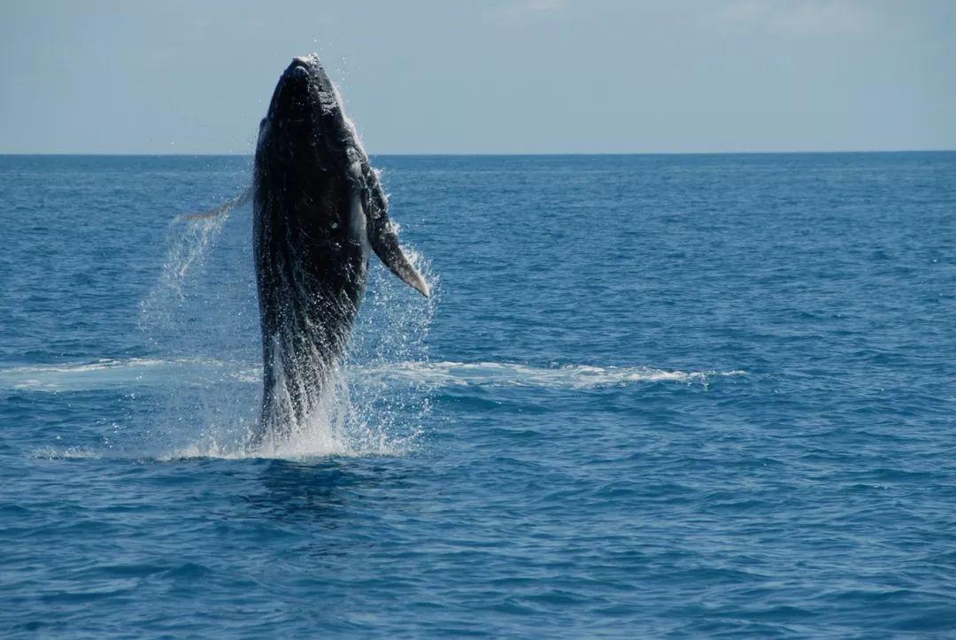 观鲸到极致 | 这些北美地点，务必不要错过 - 知乎