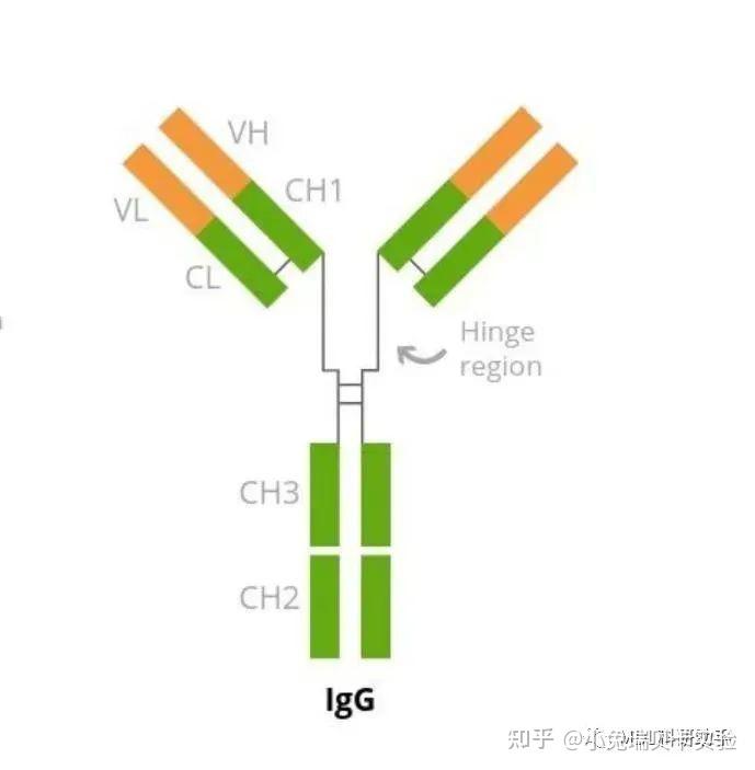 科普知识 | 一文了解IgM、IgG、IgA、IgE四种抗体 - 知乎