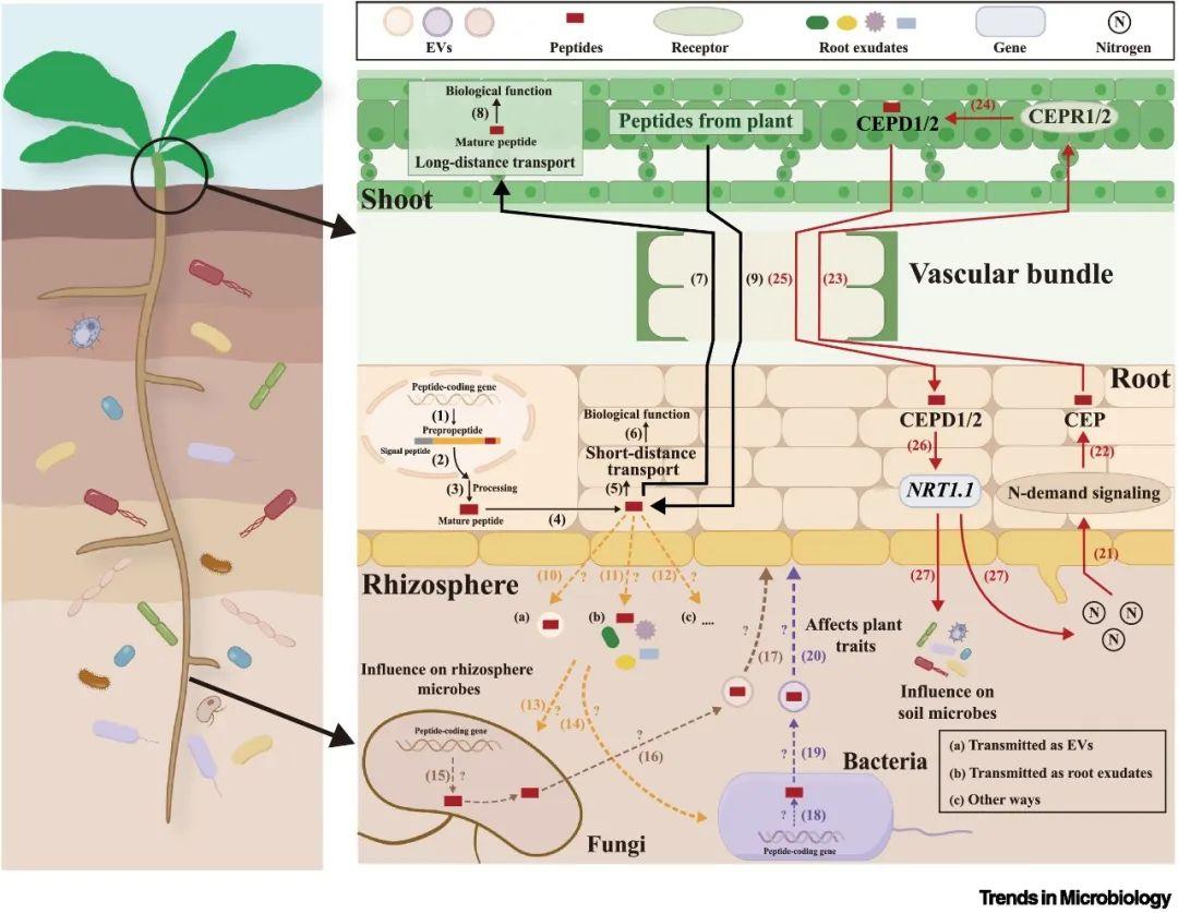 Trends Microbiol | 华南农业大学发表小肽调控植物-根际微生物互作综述 - 知乎