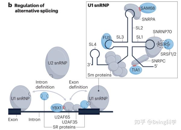 重磅综述 | 揭示RNA结合蛋白与其效应子之间的联系 - 知乎