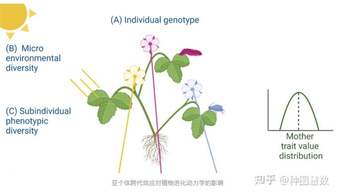 【种图慧数】浅谈植物表型、表观遗传和适应多样性 知乎