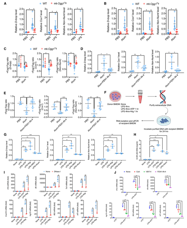 Immunity丨mtDNA如何释放以及点燃“自体炎症之火” - 知乎