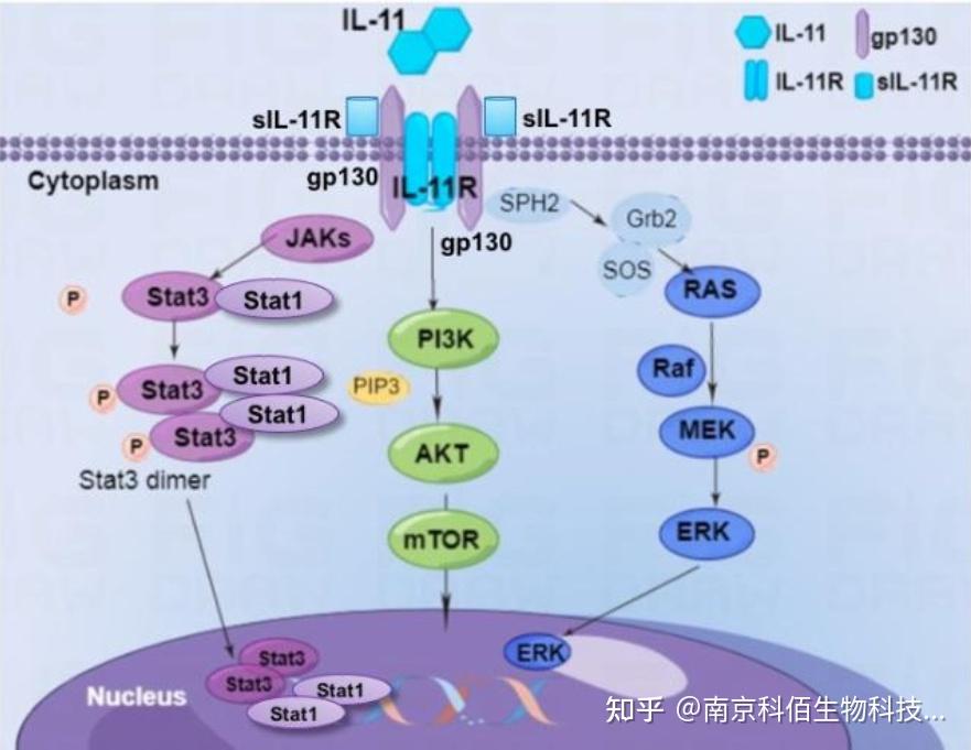 药靶细胞模型---抗衰老全新靶点，抑制IL-11通路可延长哺乳动物寿命 - 知乎