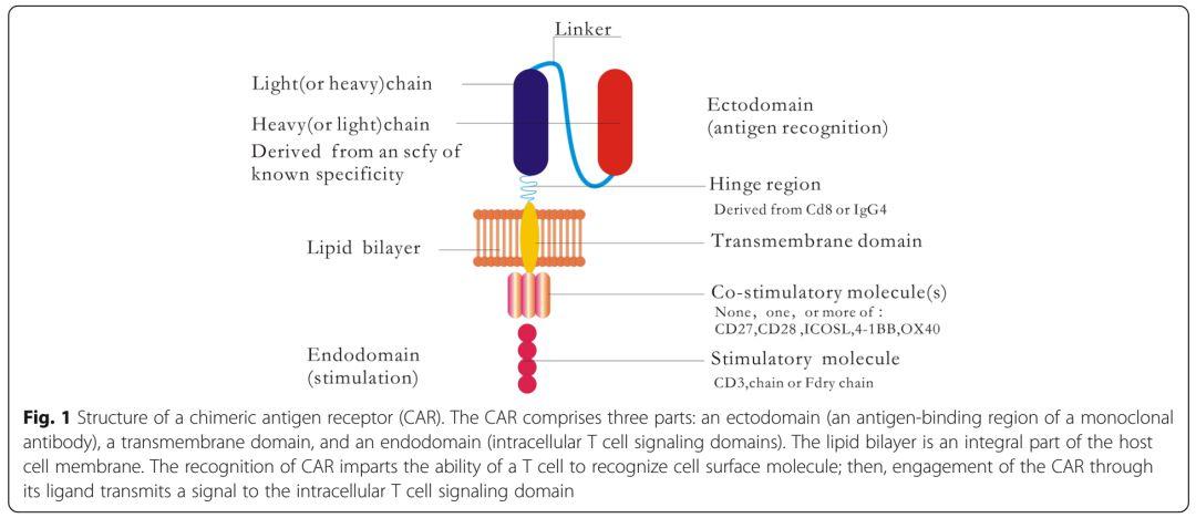 异基因造血干细胞移植后CART治疗的最佳时间窗 - 知乎