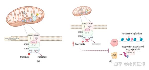 涨知识：胃肠道间质瘤为啥要做SDHx基因检测？ - 知乎