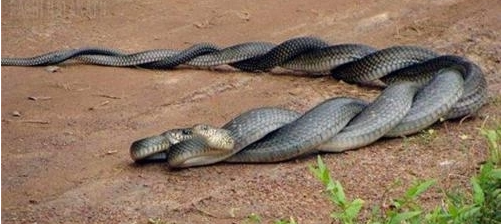 目标检测：Nms-Free时代 - 知乎