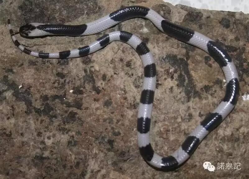 献给钟爱的Bungarus环蛇属（Krait) - 知乎