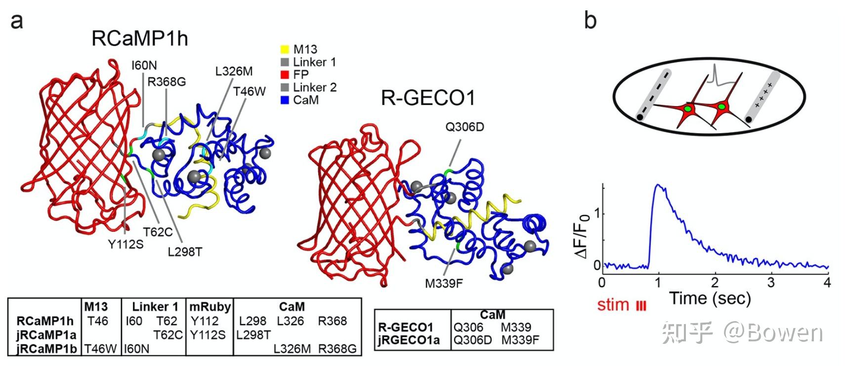 基于cpEGFP的探针技术开发 - 知乎